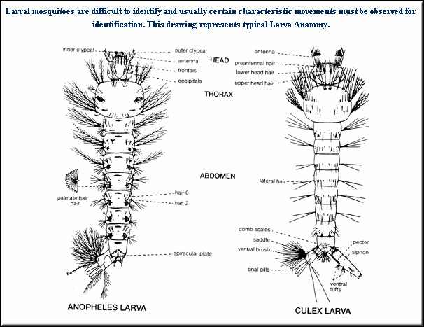 Mosquito Pupa Anatomy